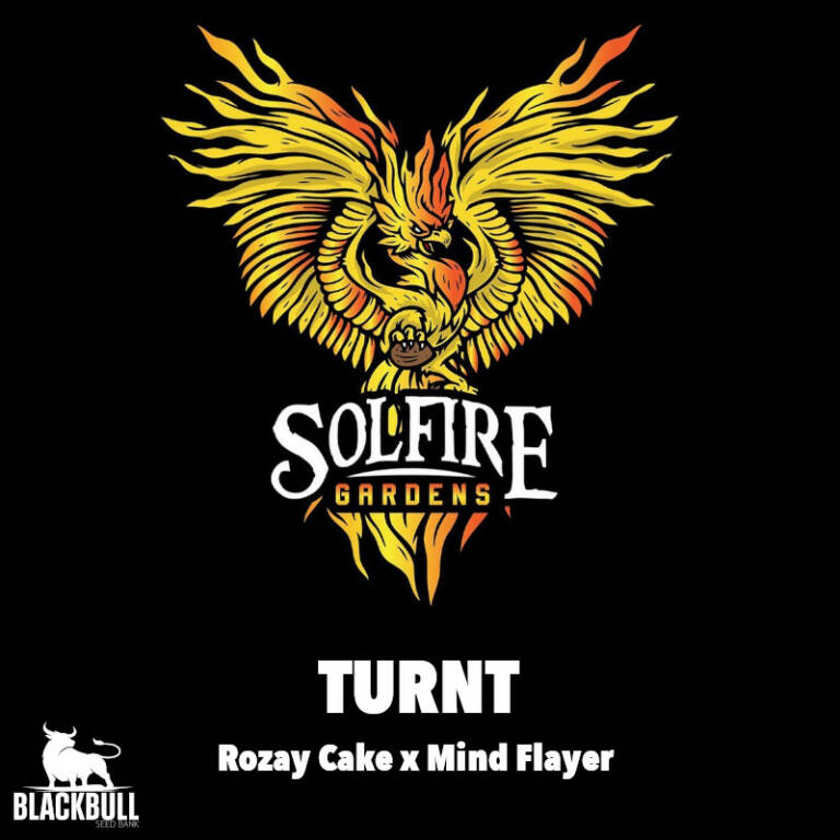 Cherrylicious Solfire Gardens feminized cannabis seeds - BlackBuffalo