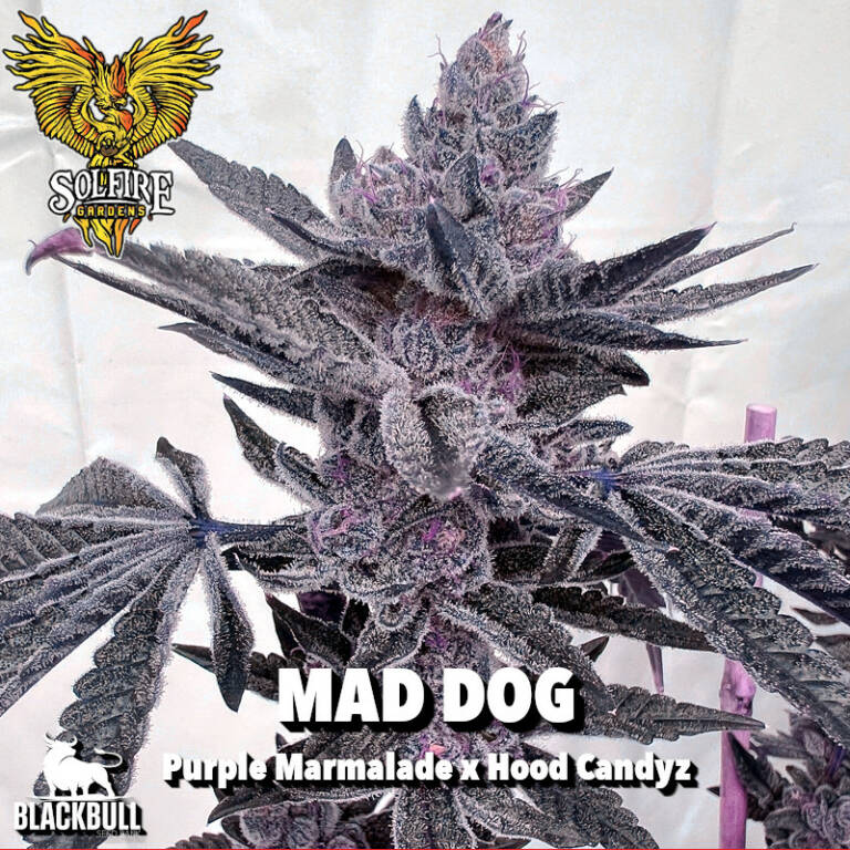 Cherrylicious Solfire Gardens feminized cannabis seeds - BlackBuffalo