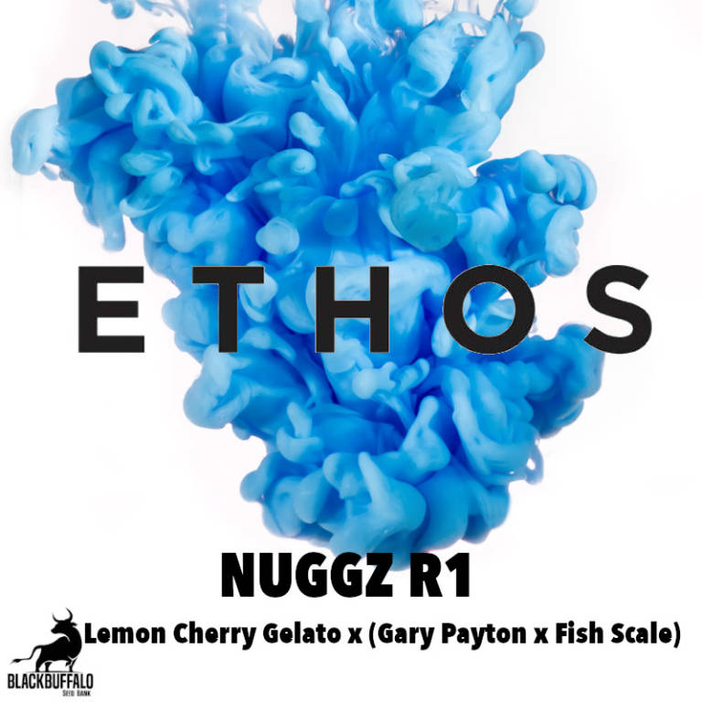 Nuggz R1 Ethos Genetics feminized seeds - BlackBuffalo