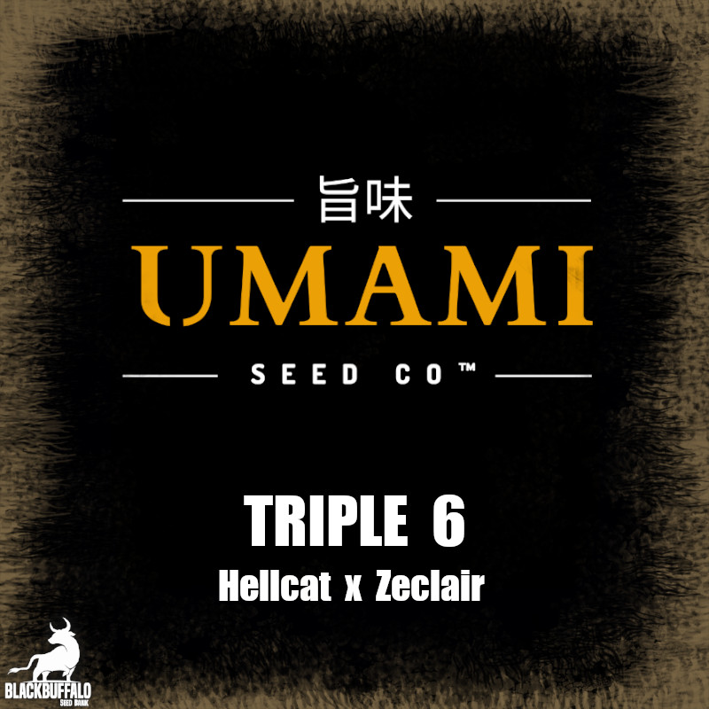 Triple 6 Umami Seed Co - BlackBuffalo